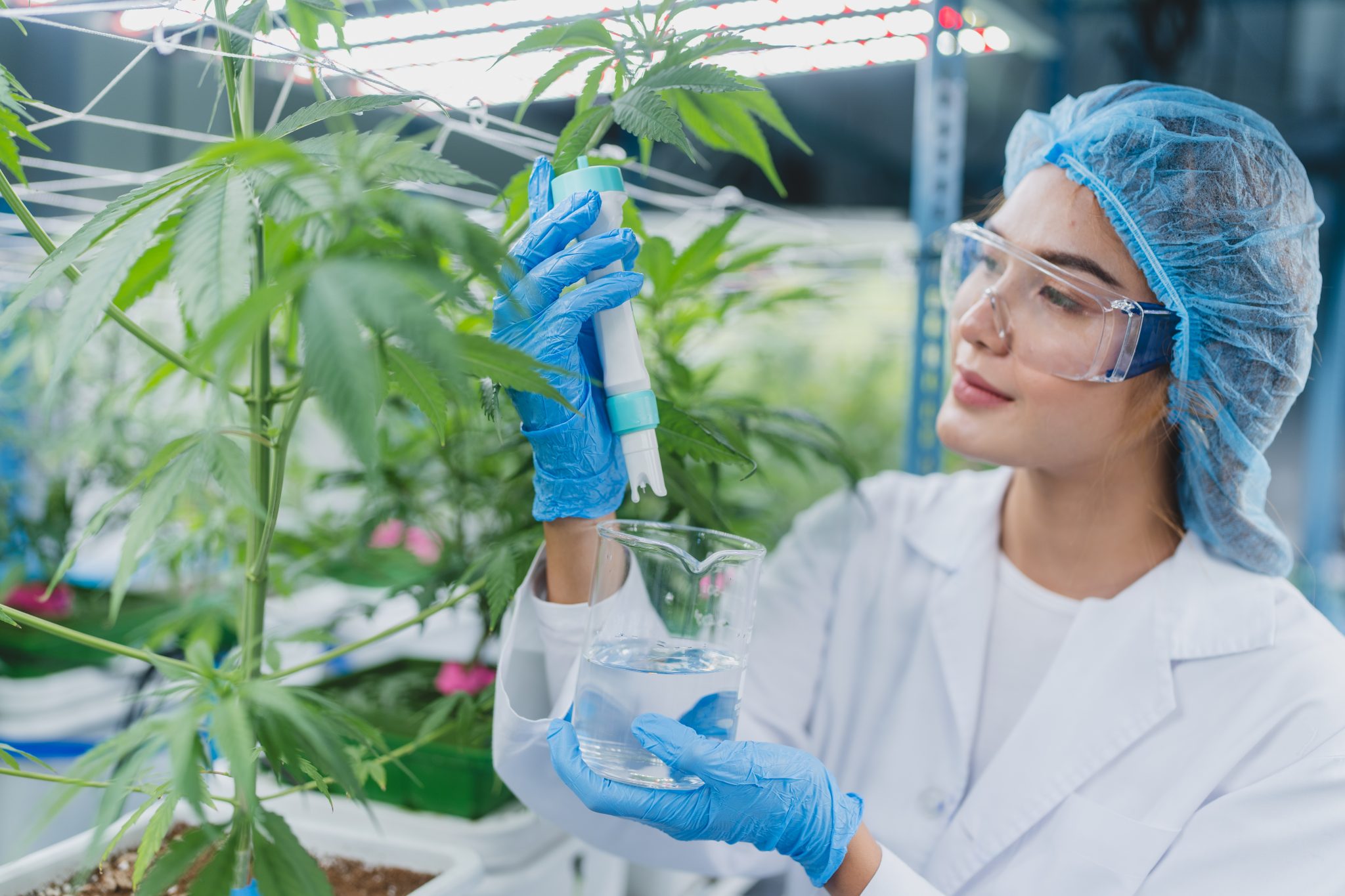 Rockville Maryland Recreational & Medical Cannabis Dispensary Near You ...
